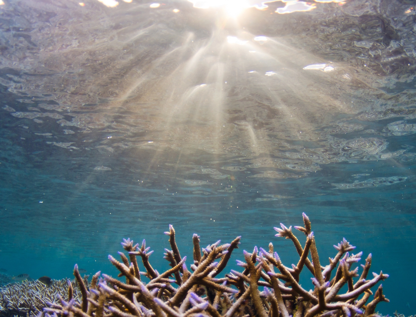 Carbon Negative Concrete: Partanna and Ocean Revive's Coral Reef ...